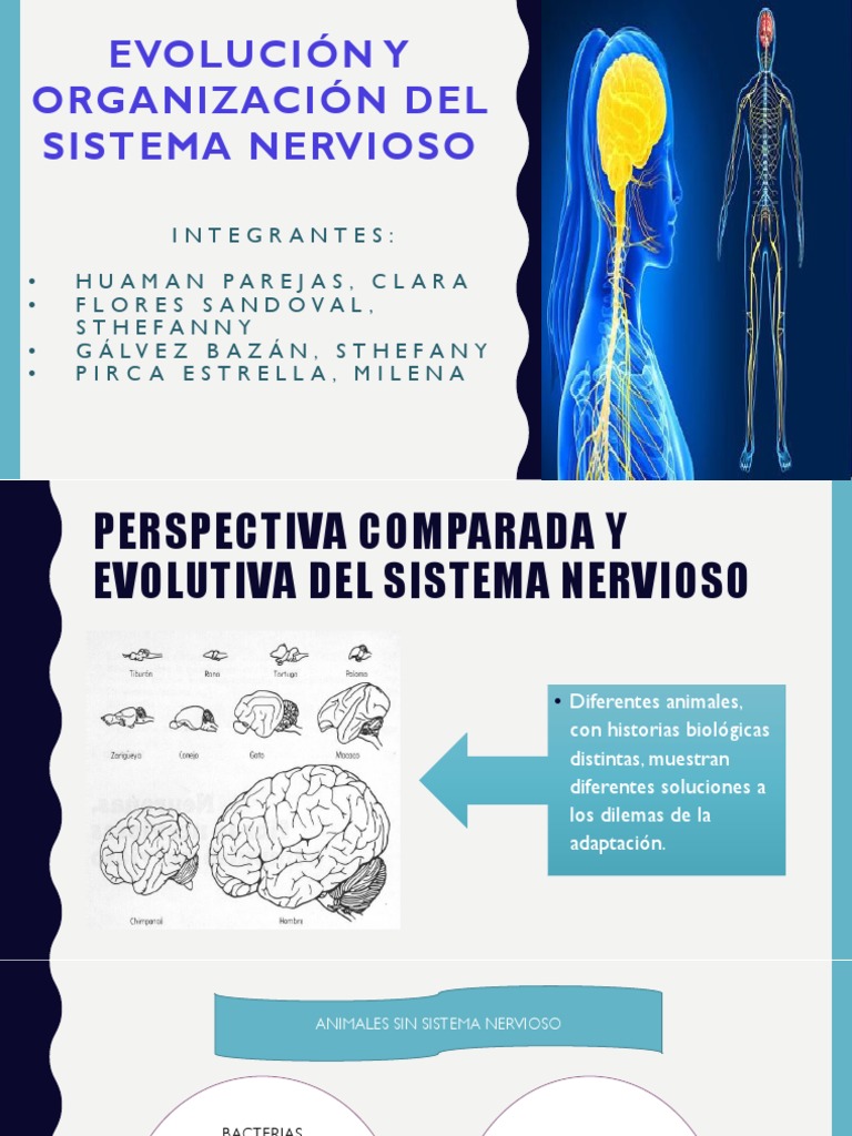 evolucion del sistema nervioso.pptx | Cerebro | Mielina
