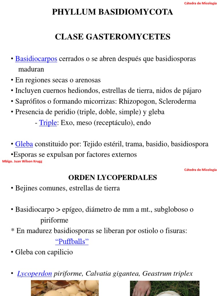 Clasificación de Basidiomycota y Gasteromycetes | PDF | Hongo ...