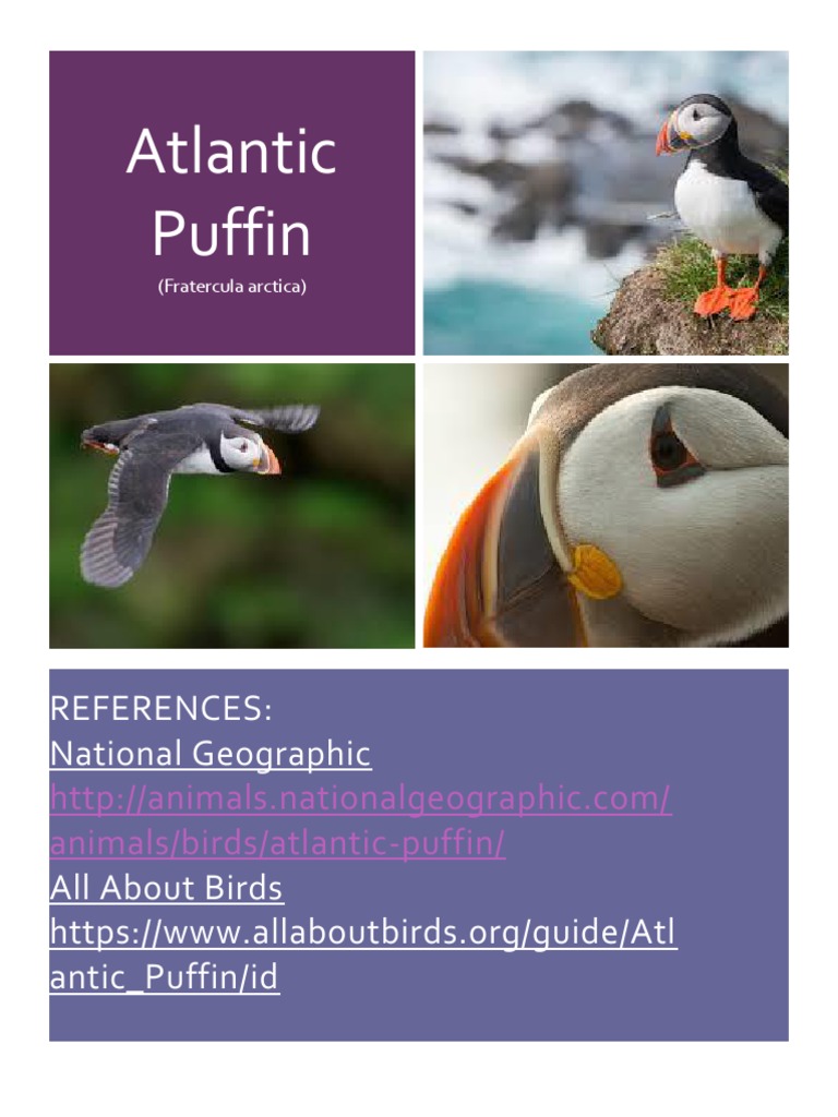 Atlantic Puffin Biol 1010 | PDF