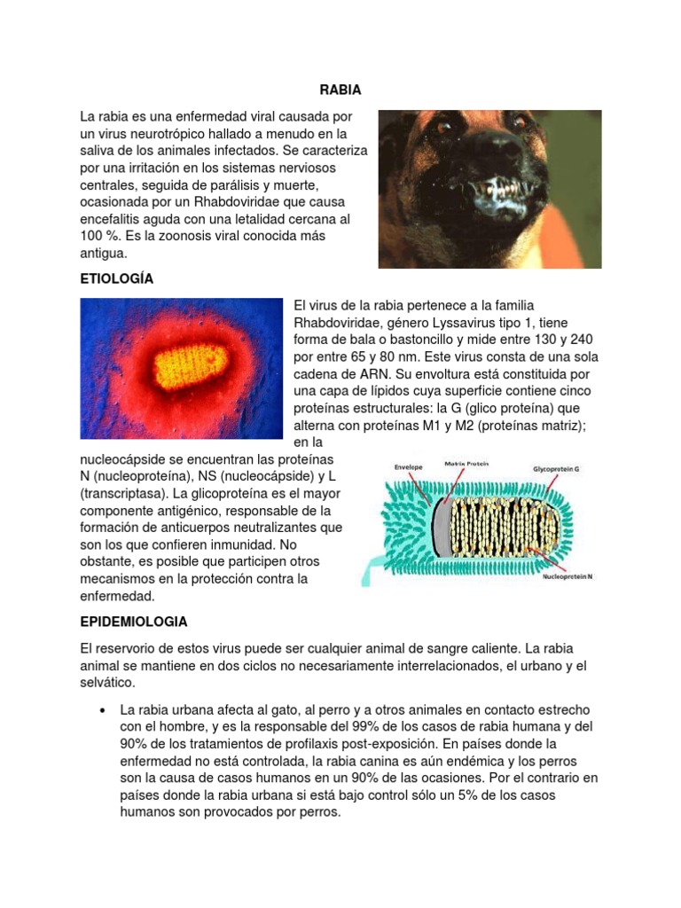 La Rabia | PDF | Rabia | Enfermedades y trastornos
