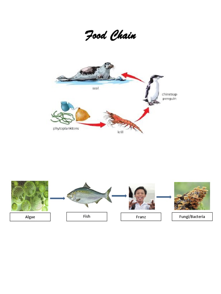 Food Chain: Algae Fish Franz Fungi/Bacteria | PDF | Science & Mathematics
