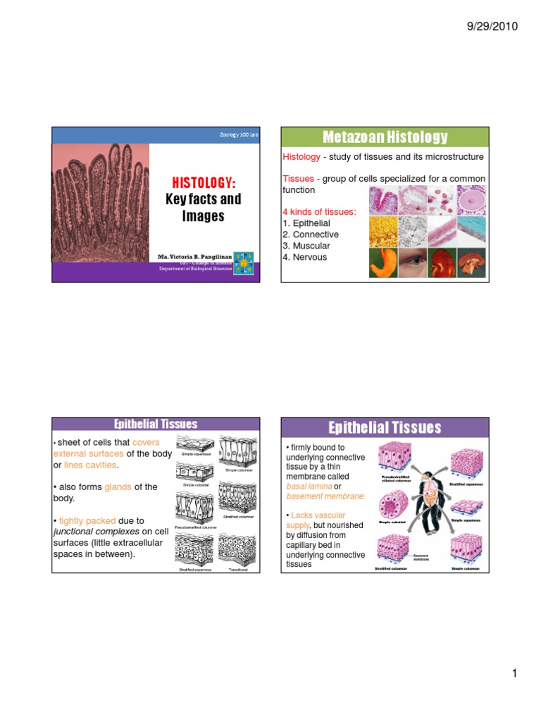 Basic Histology | PDF | Epithelium | Tissue (Biology)