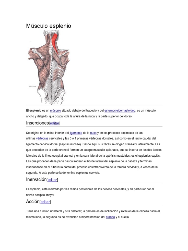 Anatomía y Función del Músculo Esplenio | PDF | Sistema ...