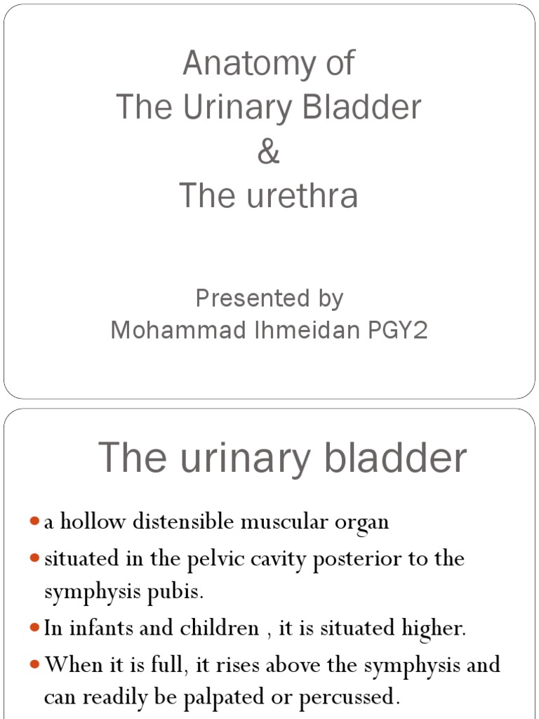 Anatomy of The Lower Urinary Tract | PDF | Urinary Bladder | Pelvis