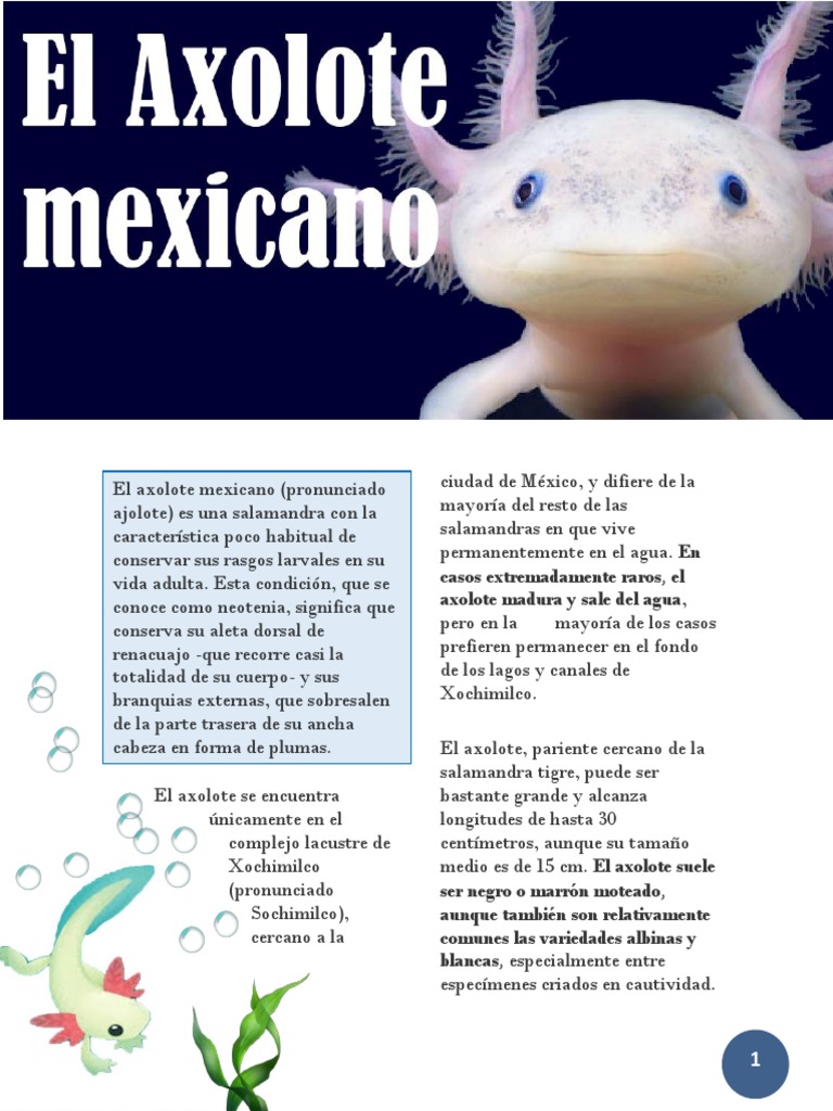 El Axolote Mexicano | Vertebrados | Organismos