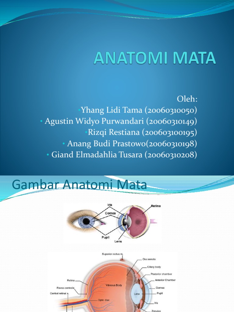 Anatomi Bola Mata | PDF