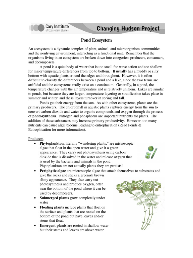 Pond Ecosystem Overview and Components | PDF | Ecosystem | Eutrophication