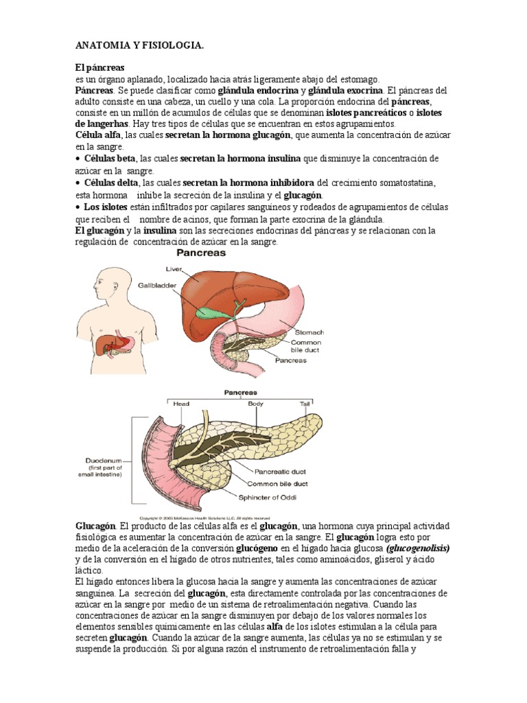 Anatomia y Fisiologia | PDF | Diabetes mellitus | Diabetes mellitus tipo 2