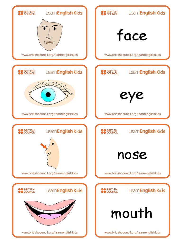 Learningenglishesl Parts Of The Head Flashcards Skull Anatomy