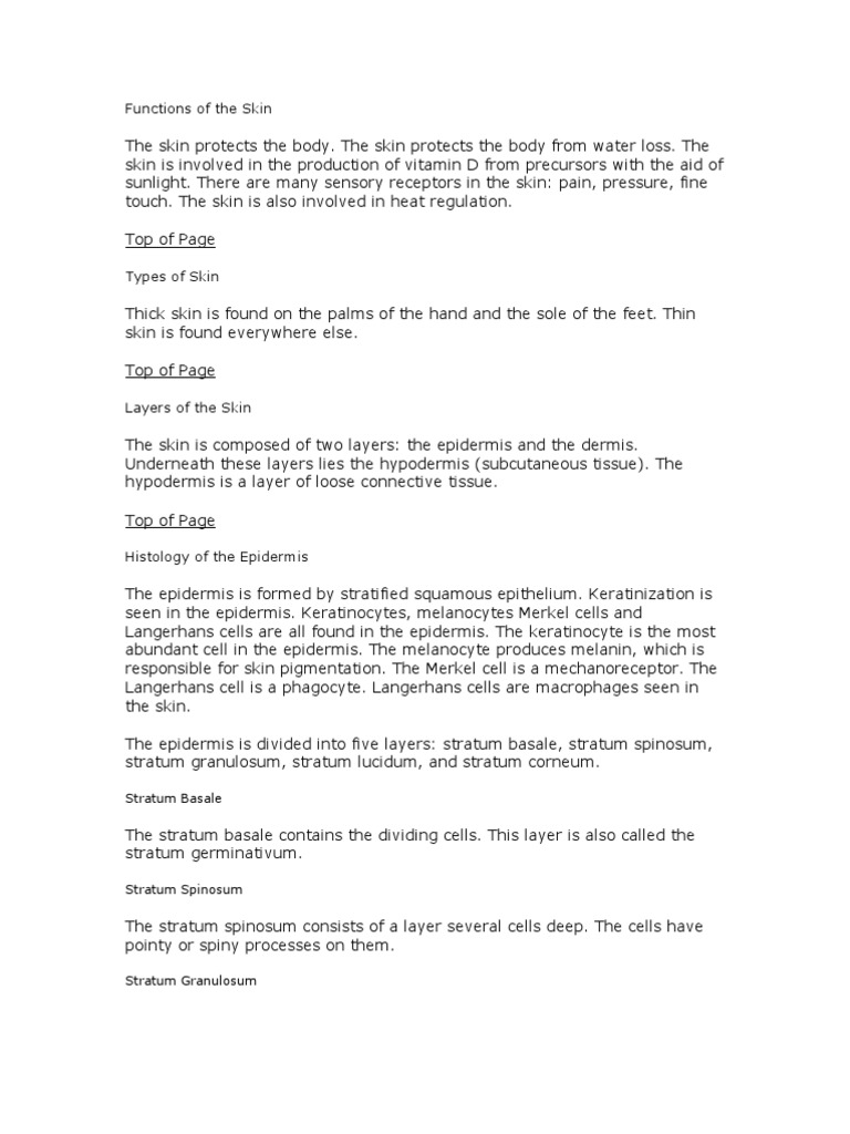 Functions of The Skin | PDF | Skin | Epidermis