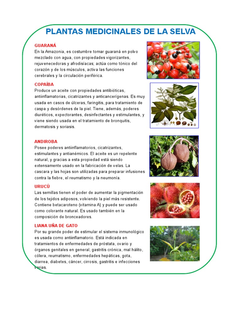 Plantas Medicinales de La Selva | PDF