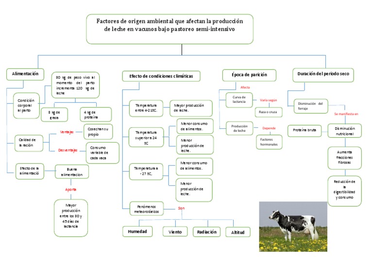 Mapa Conceptual | PDF | Leche | Carne