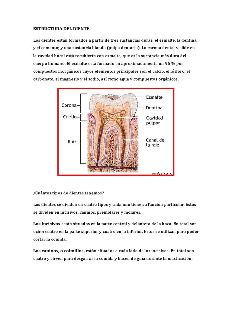 Estructura Del Diente | PDF | Diente | Intestino delgado