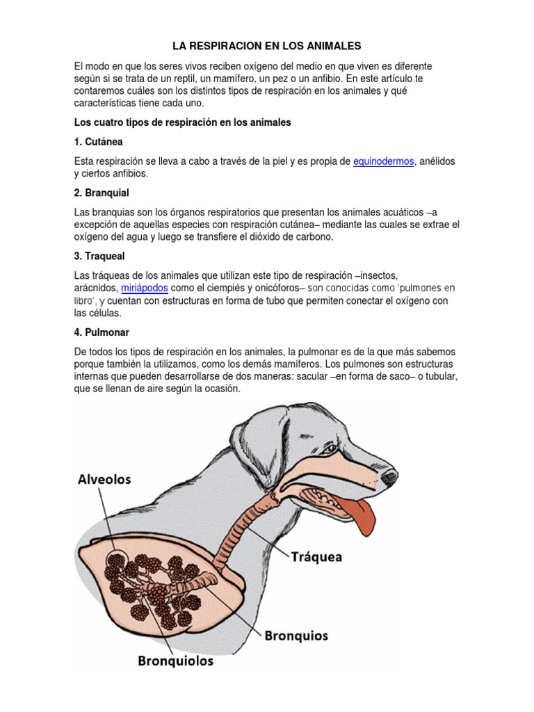 La Respiracion en Los Animales | PDF | Respiración | Pulmón