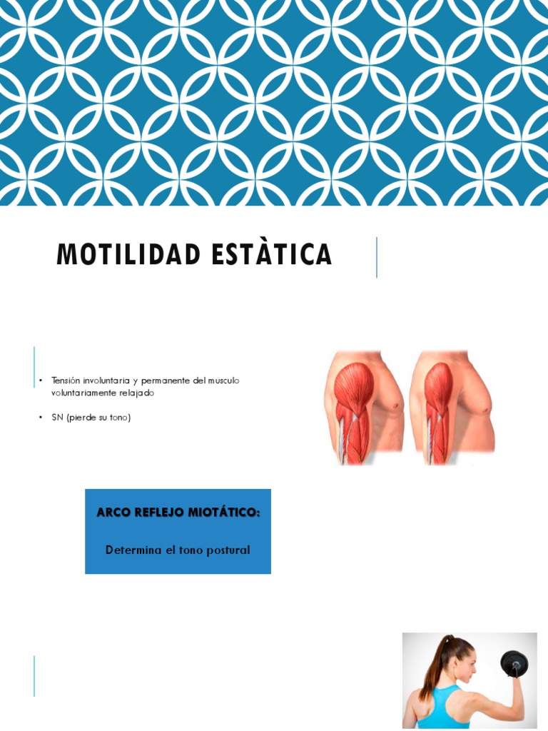 Exploración del Tono Muscular | PDF | Cerebro | Músculo