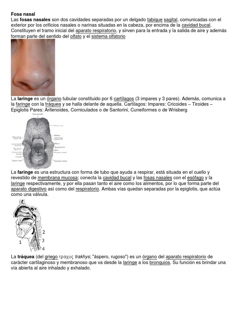 Fosa Nasal | PDF