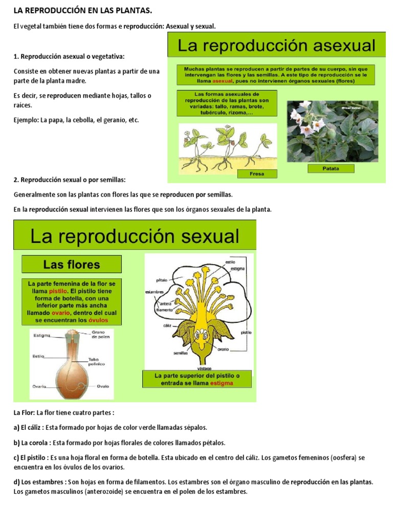 Reproduccion En Plantas Por Semilla