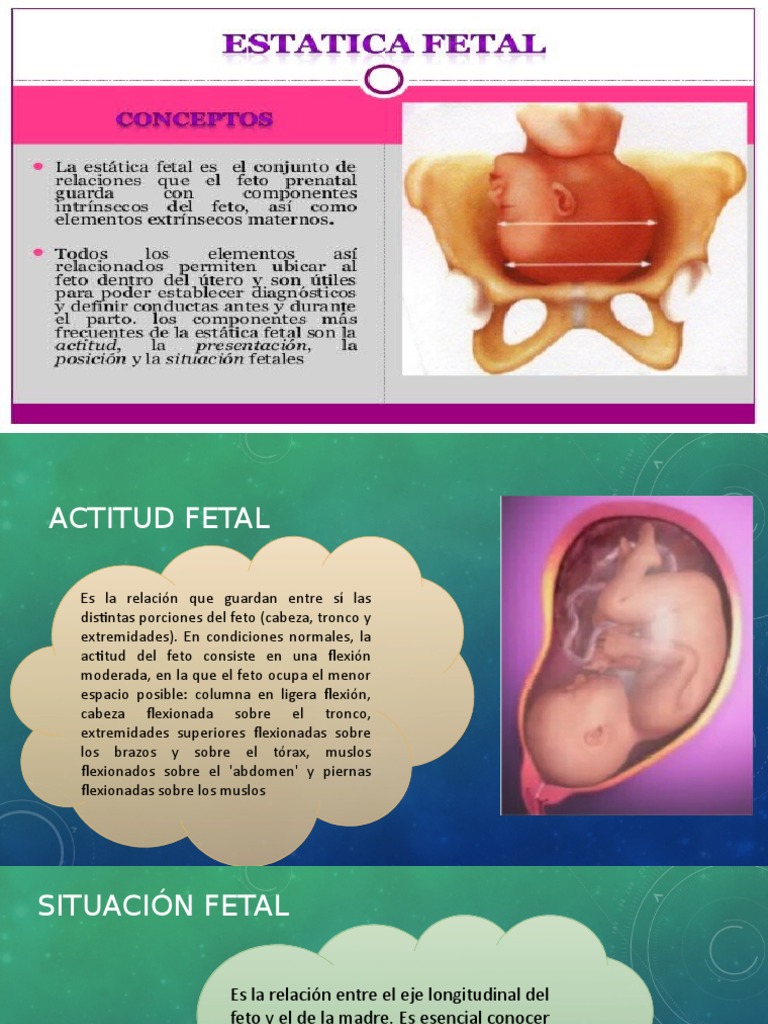 Estatica Fetal | PDF | Anatomía humana | Bienestar