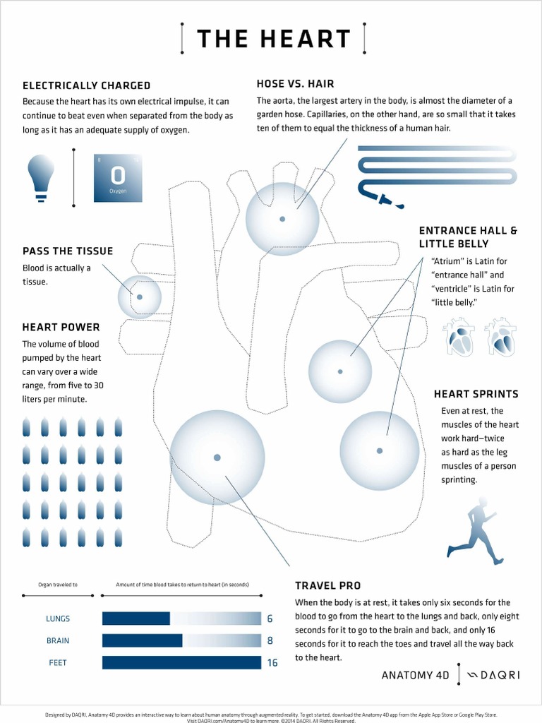Anatomy 4D Heart | PDF