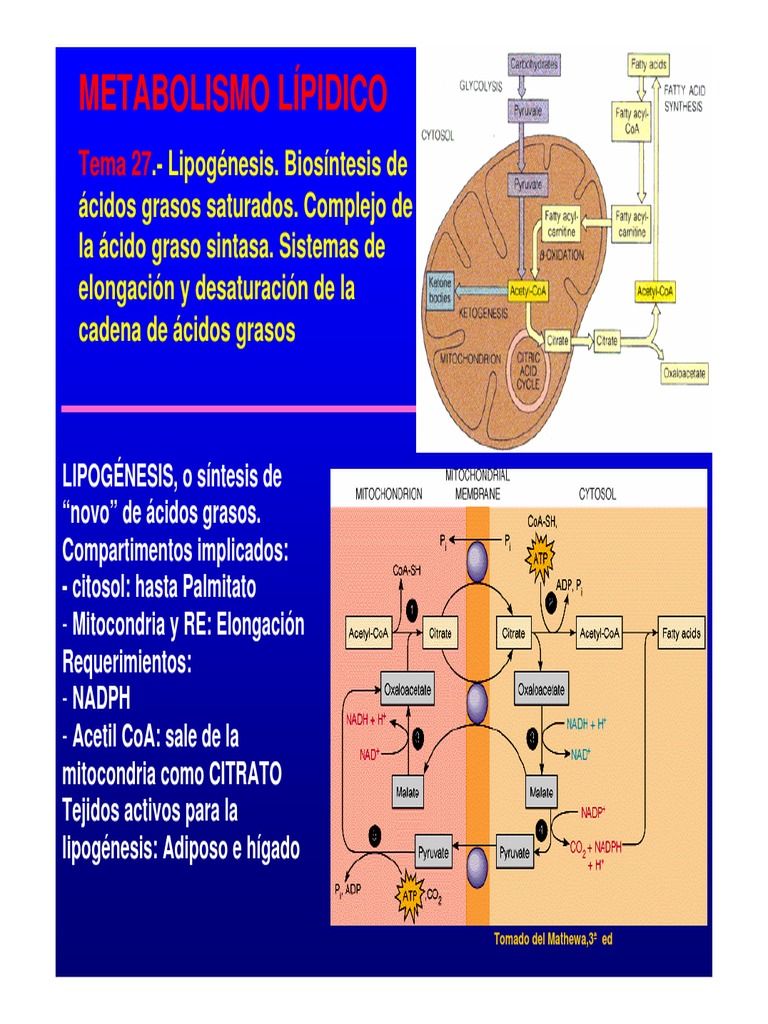 Lipogénesis | PDF | Ácido graso | Nutrientes