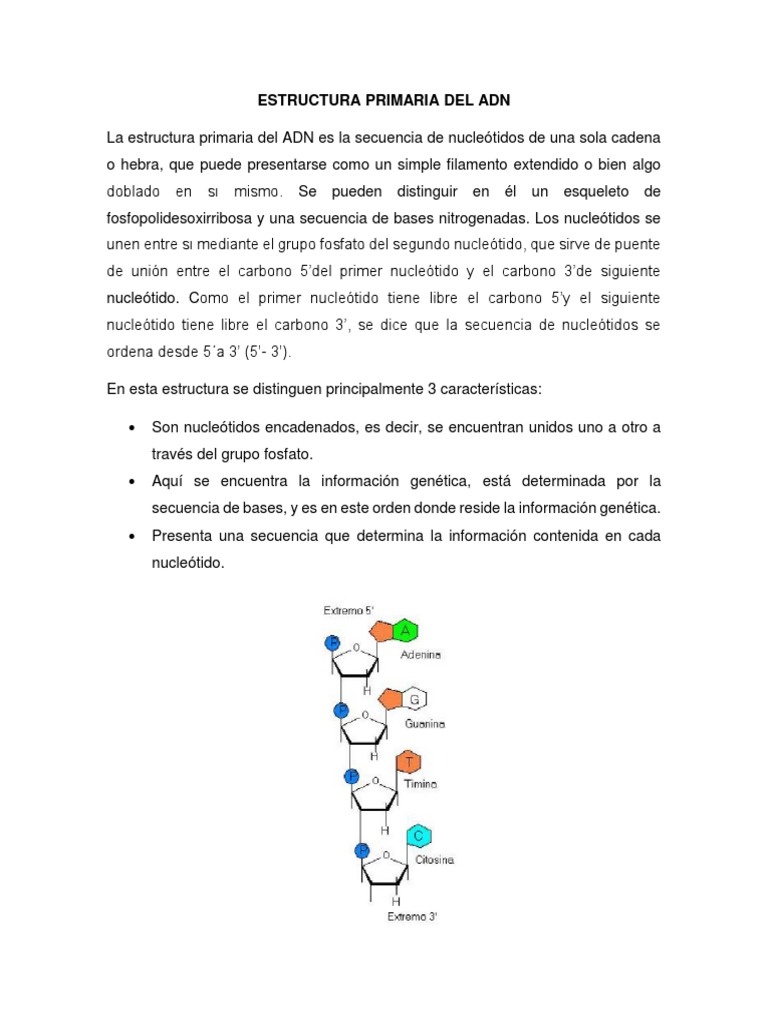 Estructuras Del ADN | PDF | Cromatina | Adn