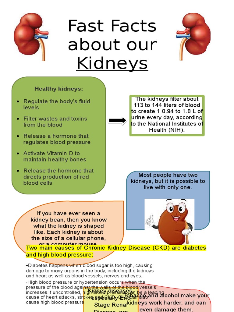Essential Kidney Facts for Kids | PDF | Kidney | Chronic Kidney Disease