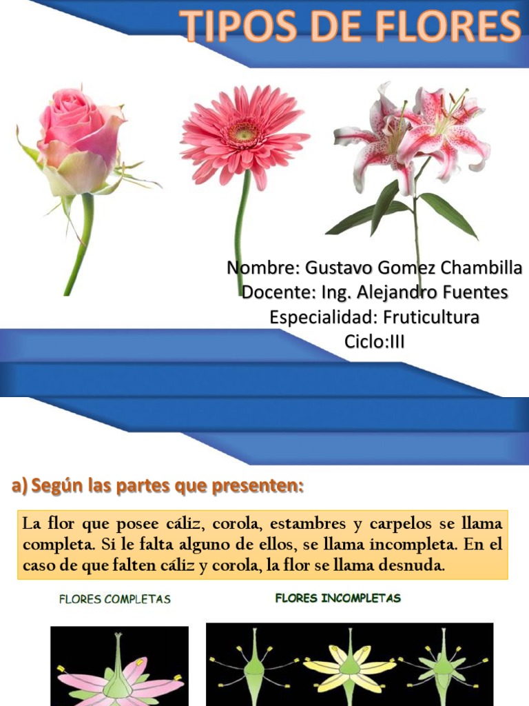 Tipos de Flores | PDF | Flores | Horticultura y jardinería