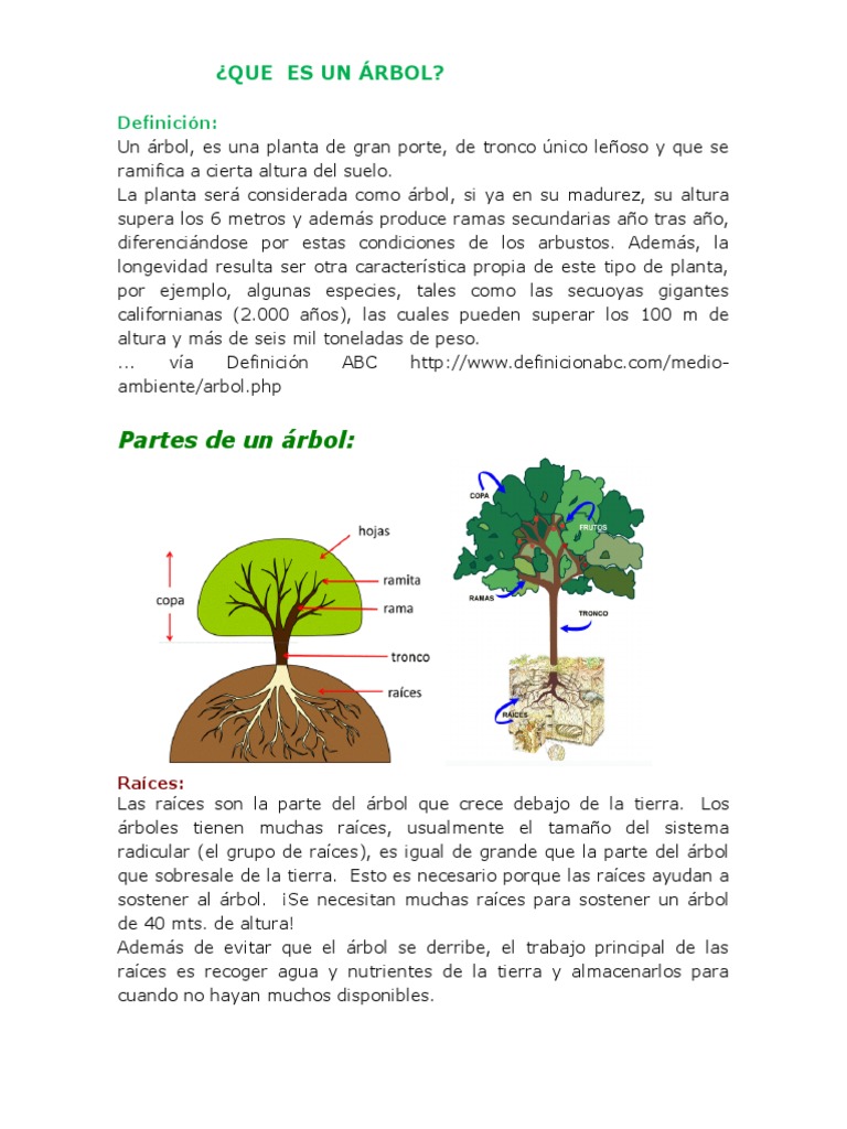 QUE-ES-UN-ÁRBOL-web | Tallo de la planta | Arboles | Prueba gratuita de ...