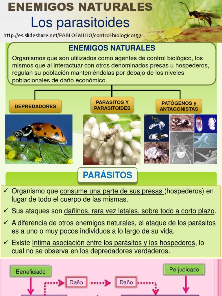Tipos y características de parasitoides | PDF | Mosca | Insectos