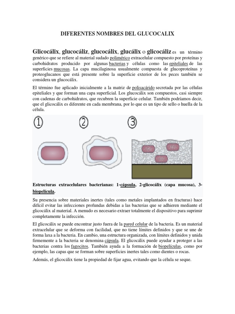 Diferentes Nombres Del Glucocalix | PDF