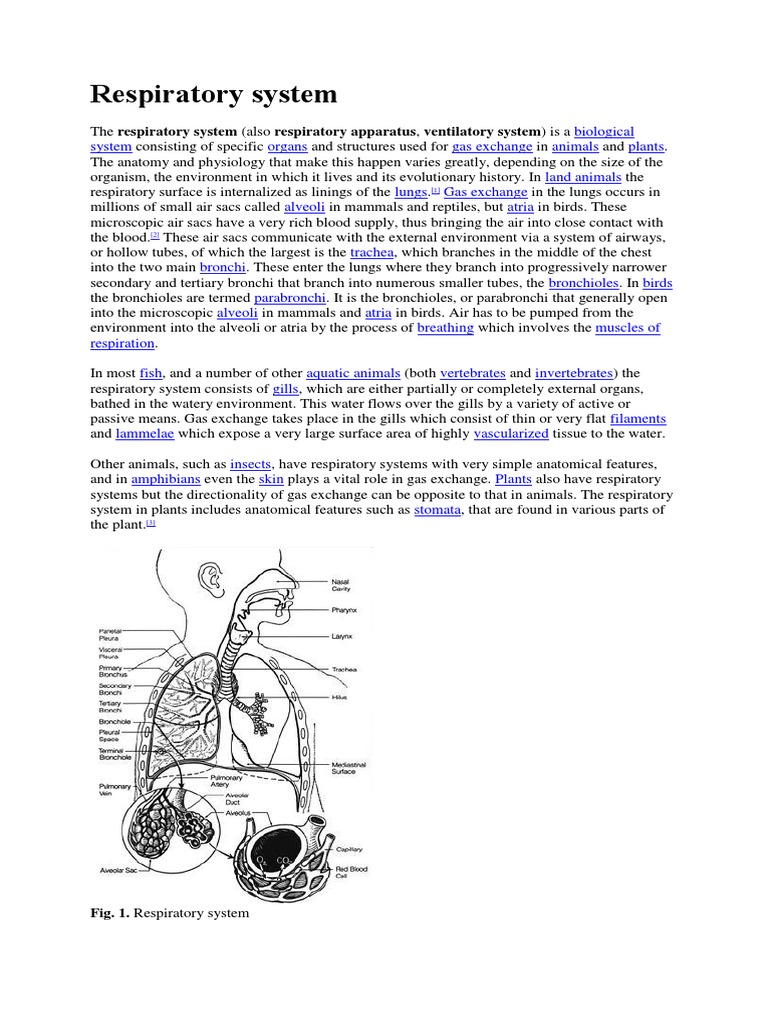 Fig. 1. Respiratory System | PDF | Circulatory System | Respiratory Tract