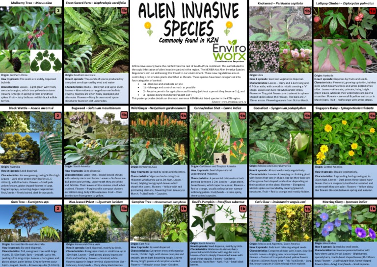 Alien Invasive Species of South Africa A3 Poster | PDF | Leaf | Trees