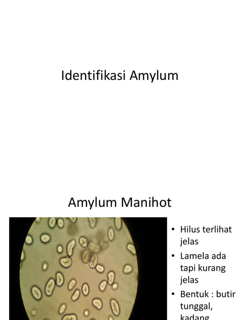Identifikasi Jenis Amylum Mikroskopis | PDF | Griya & Taman