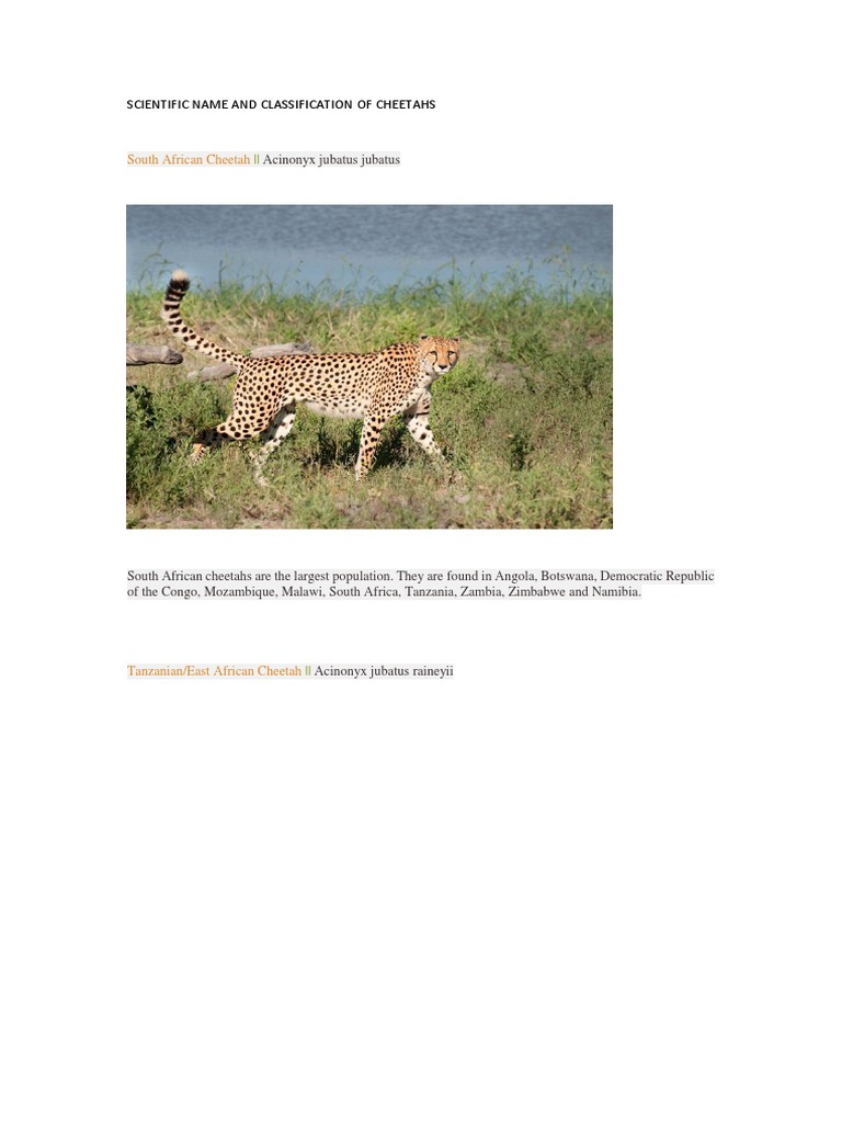 Scientific Name and Classification of Cheetahs | PDF | Fauna Of East ...