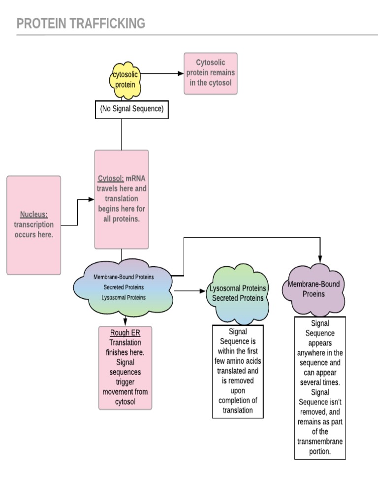 Protein Traffic Flowchart | PDF