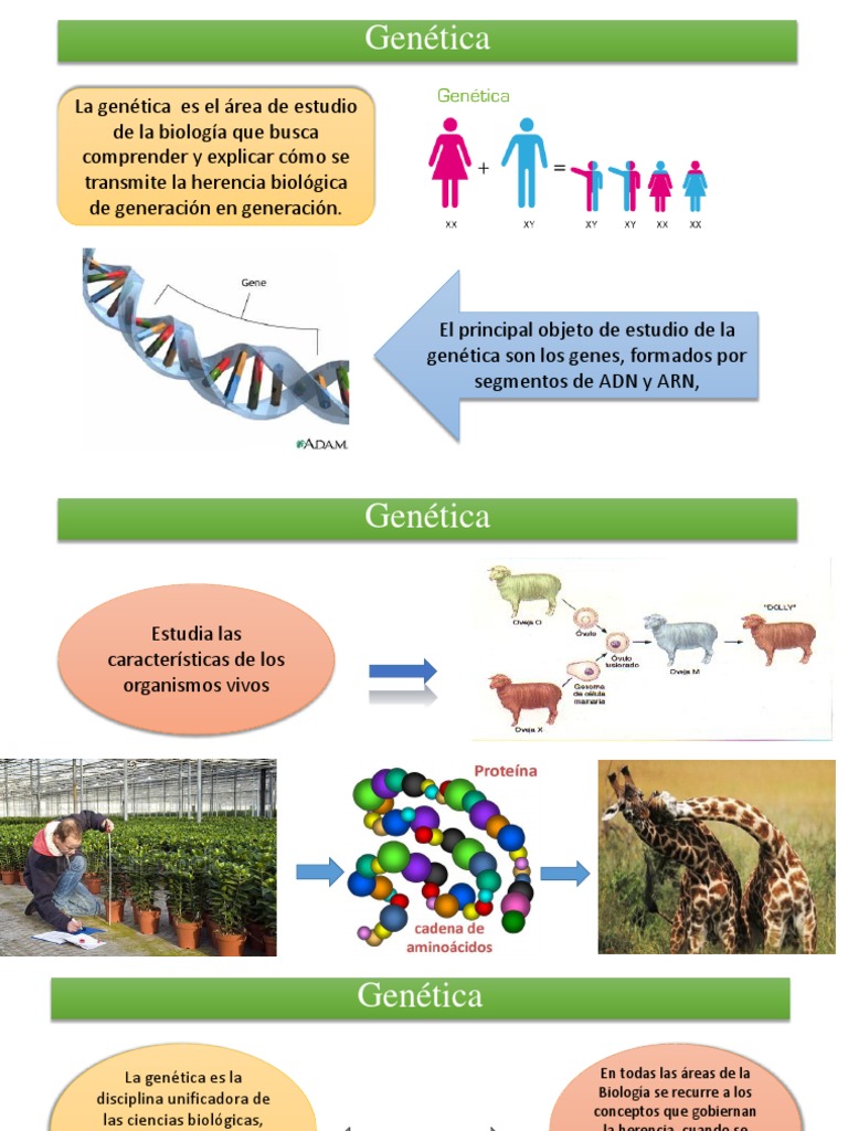 Genética y Sus Aplicaciones | Genética | Gene
