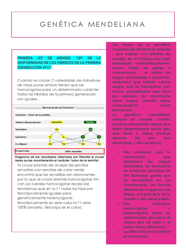 Genetica Mendeliana 1 | PDF | Dominancia (Genética) | Organismos