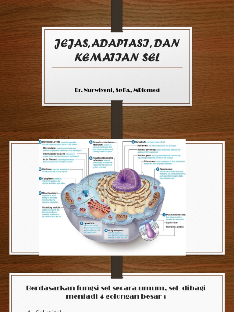 Jejas, Adaptasi, Dan Kematian Sel | PDF