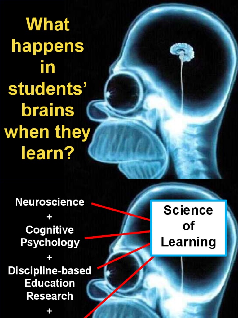 What Happens in Students' Brains When They Learn? | PDF | Brain ...