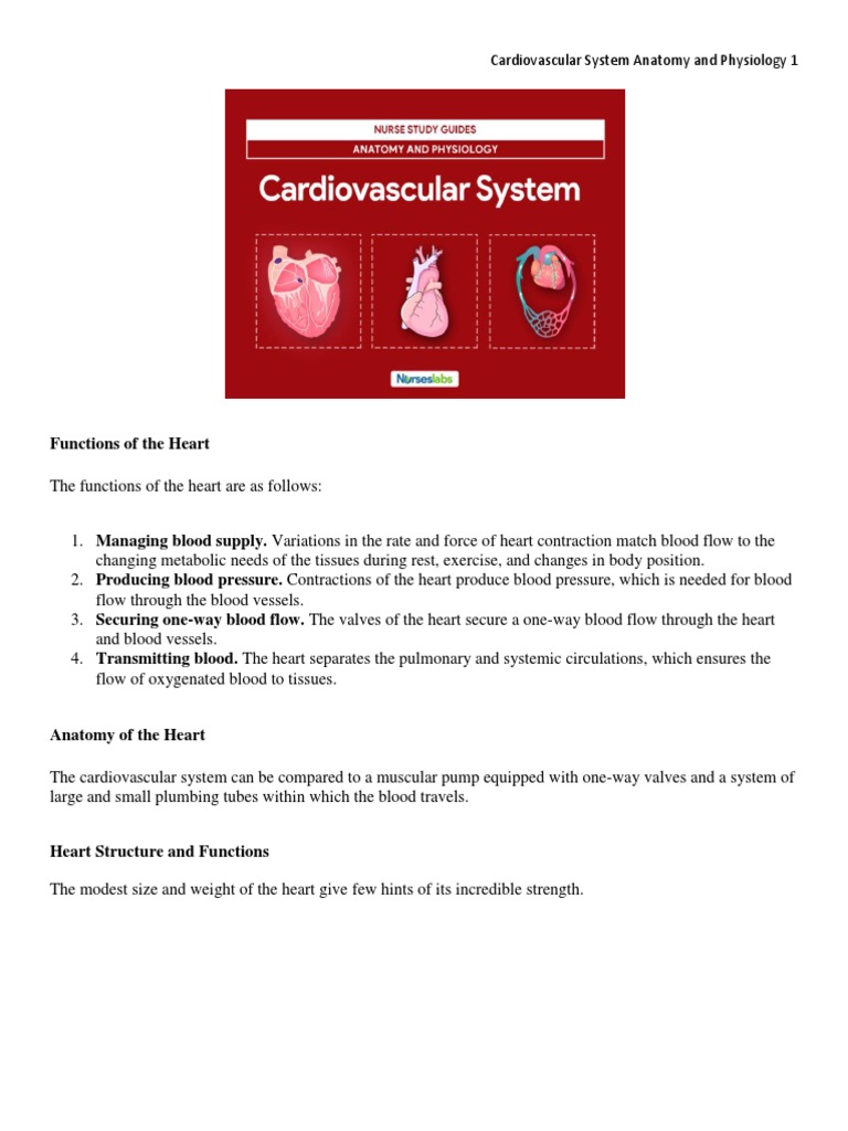Cardiovascular System Anatomy Overview | PDF | Heart Valve | Heart