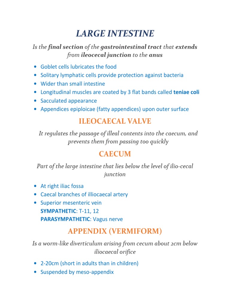 6 Large Intestine | PDF | Large Intestine | Gastrointestinal Tract