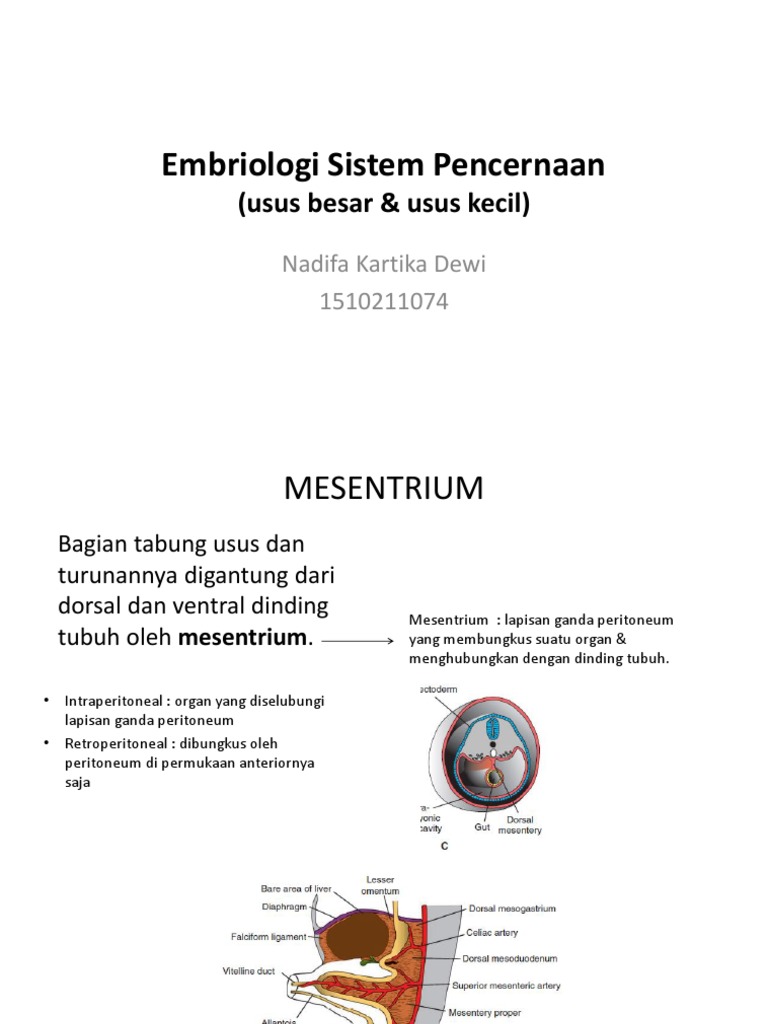 Embriologi Sistem Pencernaan | PDF