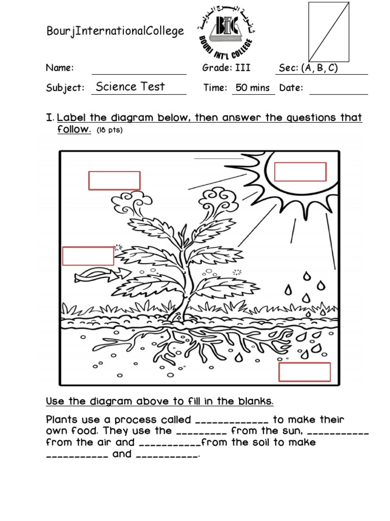 Food Chains Producers and Consumers | PDF | Predation | Foods