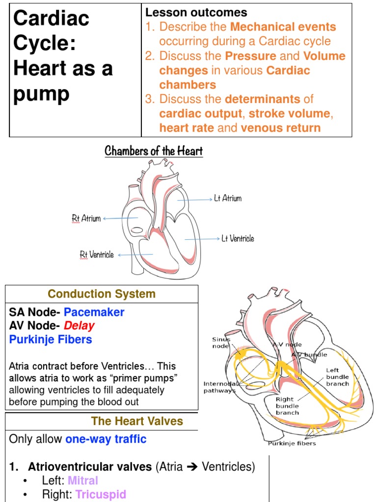 Cardiac Cycle Notes | Heart Valve | Ventricle (Heart)