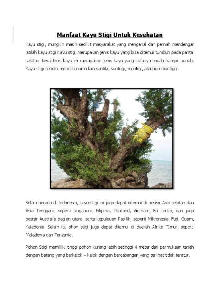Manfaat Kayu Stigi Untuk Kesehatan | PDF