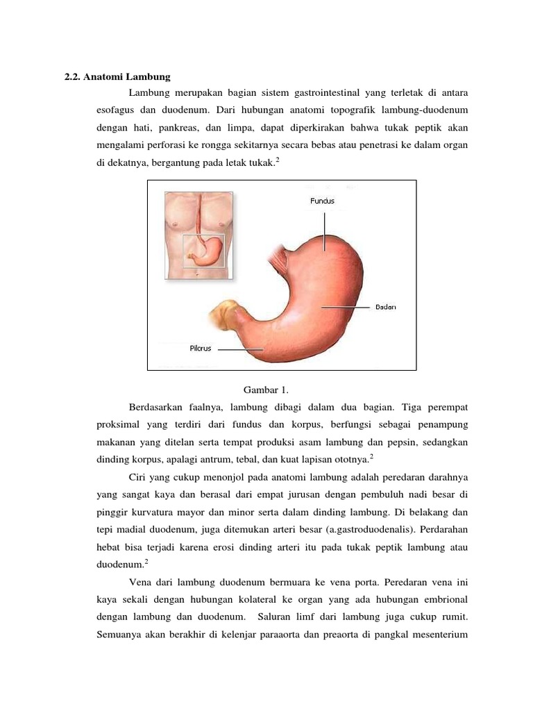 Anatomi Lambung | PDF