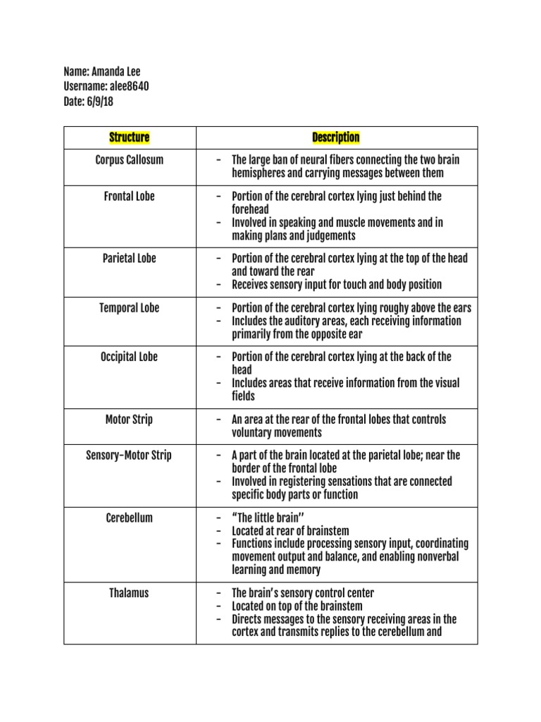 AP Psych - Brain Biology - Amanda Lee | PDF | Cerebral Cortex | Brain