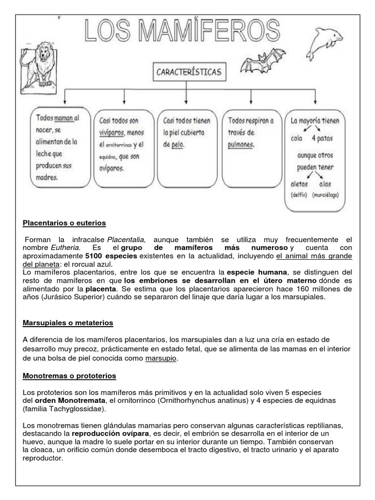 Placentarios o Euterios | PDF