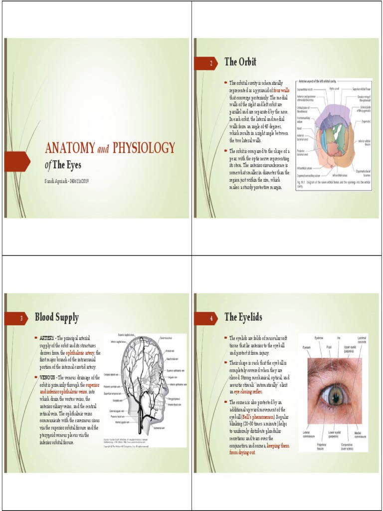 Anatomy and Physiology of The Eyes | PDF | Cornea | Neuron