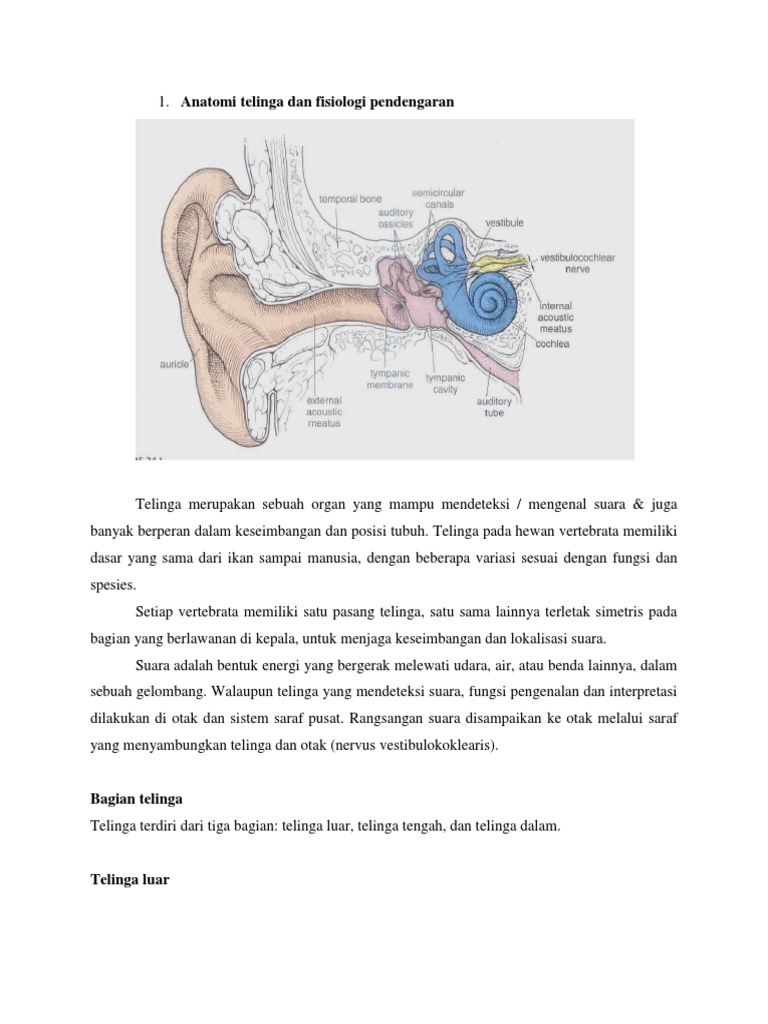 Anatomi Telinga Dan Fisiologi Pendengaran | PDF
